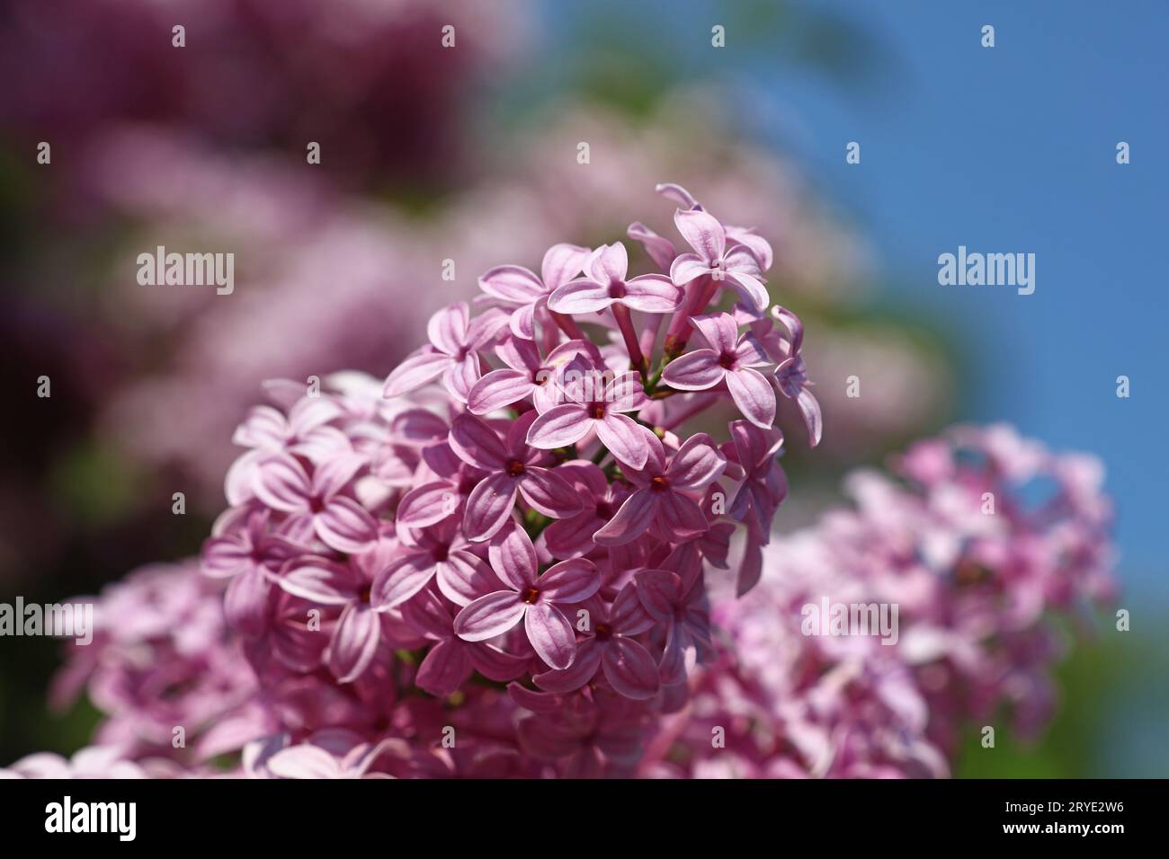Lilac pink flowers hi-res stock photography and images - Alamy