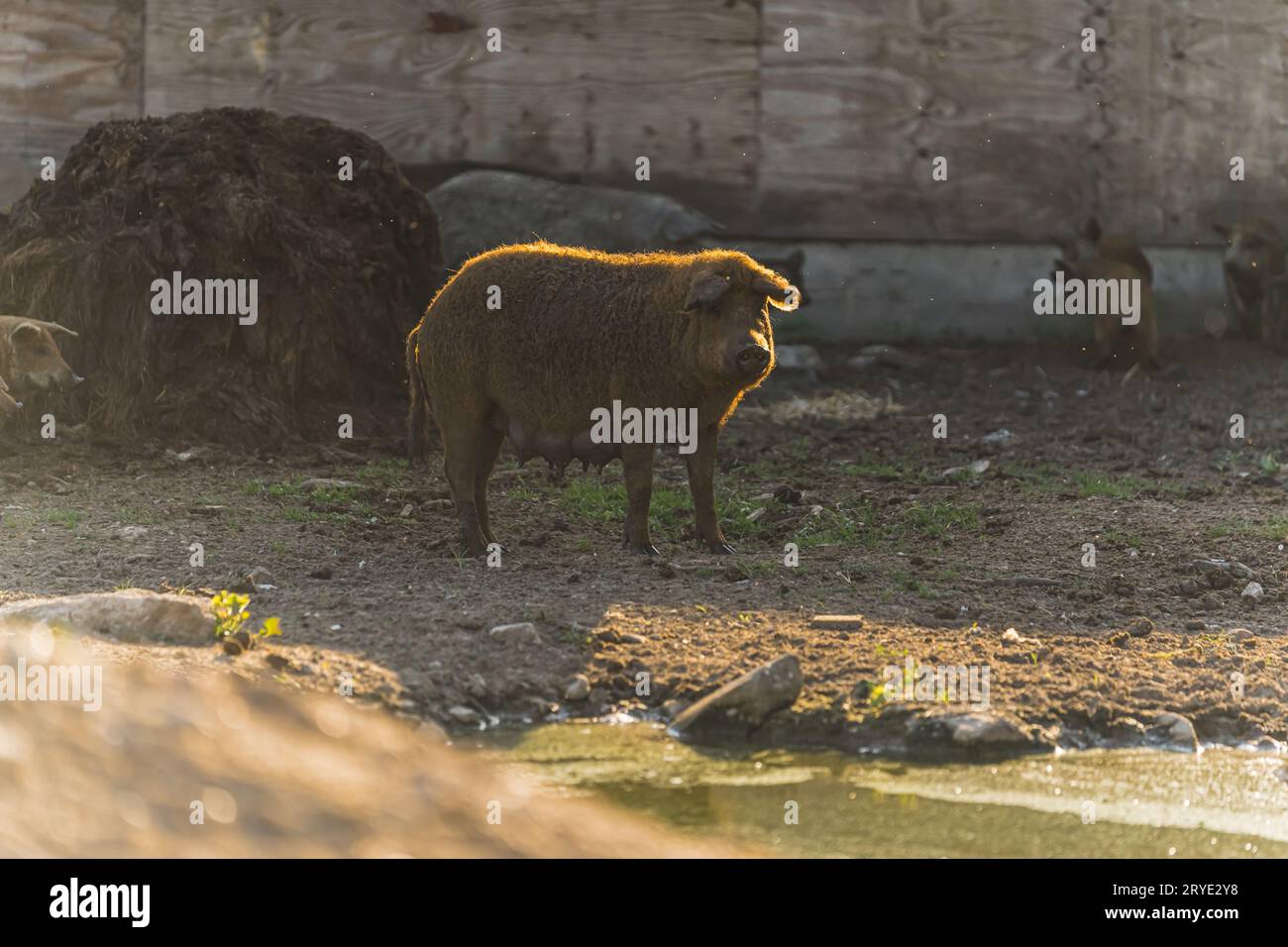 Mangalitsa wool pig hi-res stock photography and images - Alamy