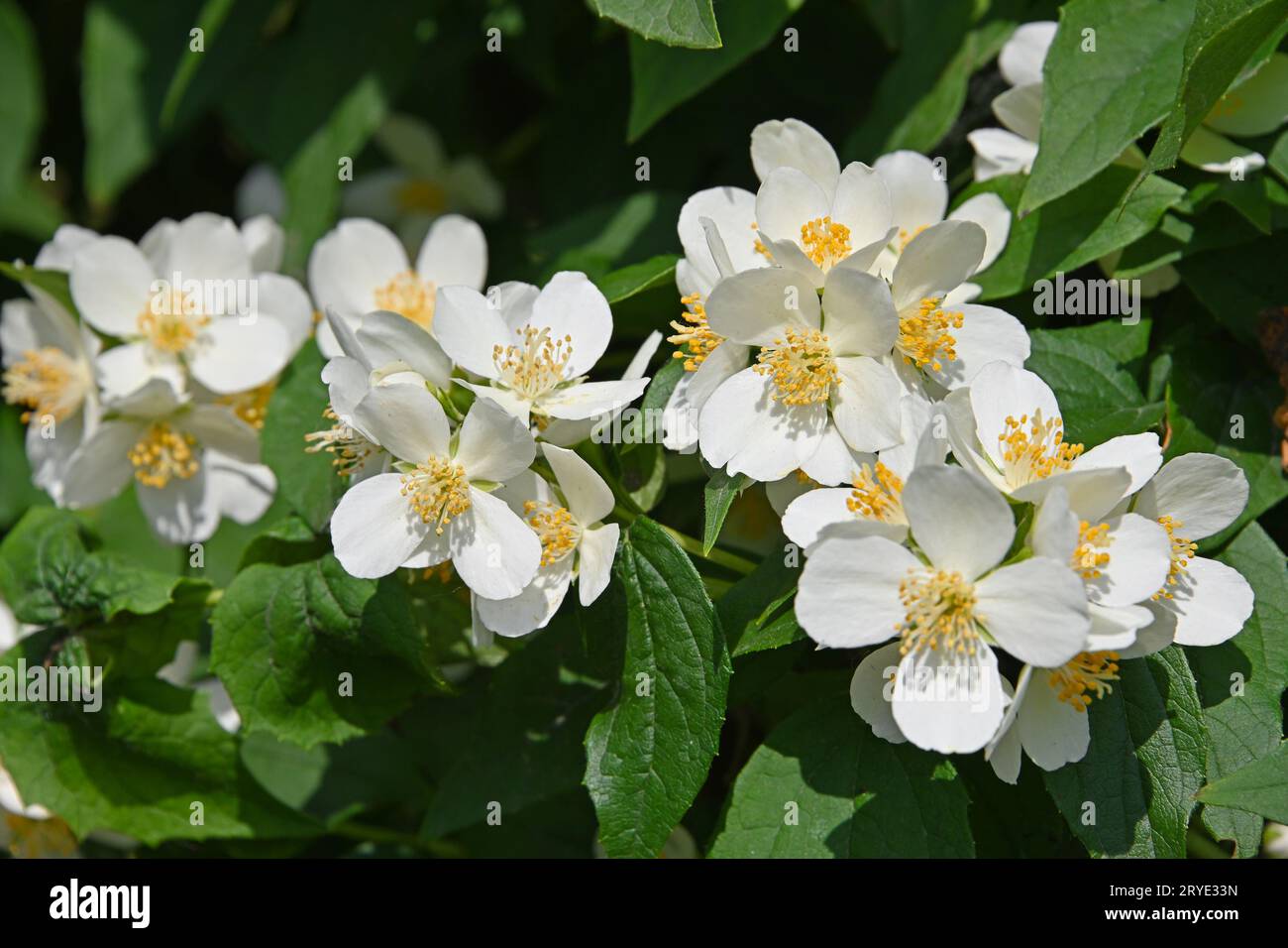 Bloom up close hi-res stock photography and images - Alamy