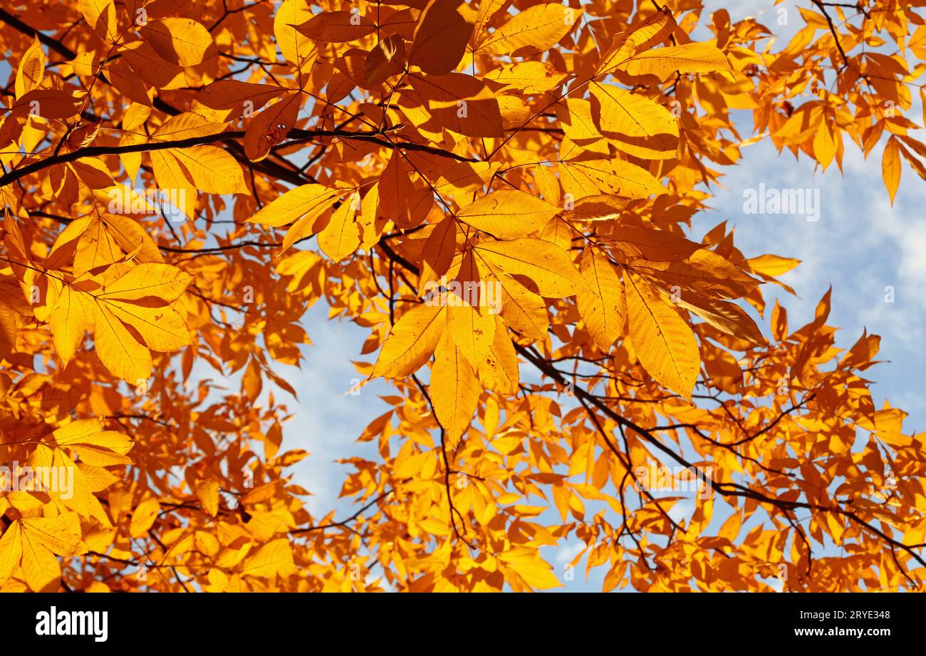 Tree autumn leaves close hi-res stock photography and images - Alamy