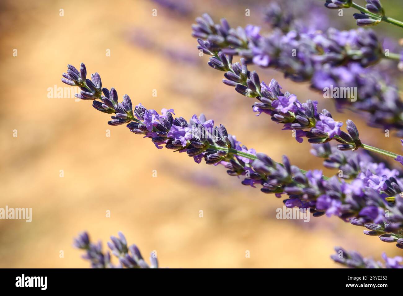 Purple lavender flowers hi-res stock photography and images - Alamy