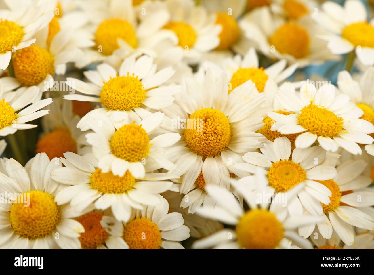 Many beautiful chamomile flowers hi-res stock photography and images ...