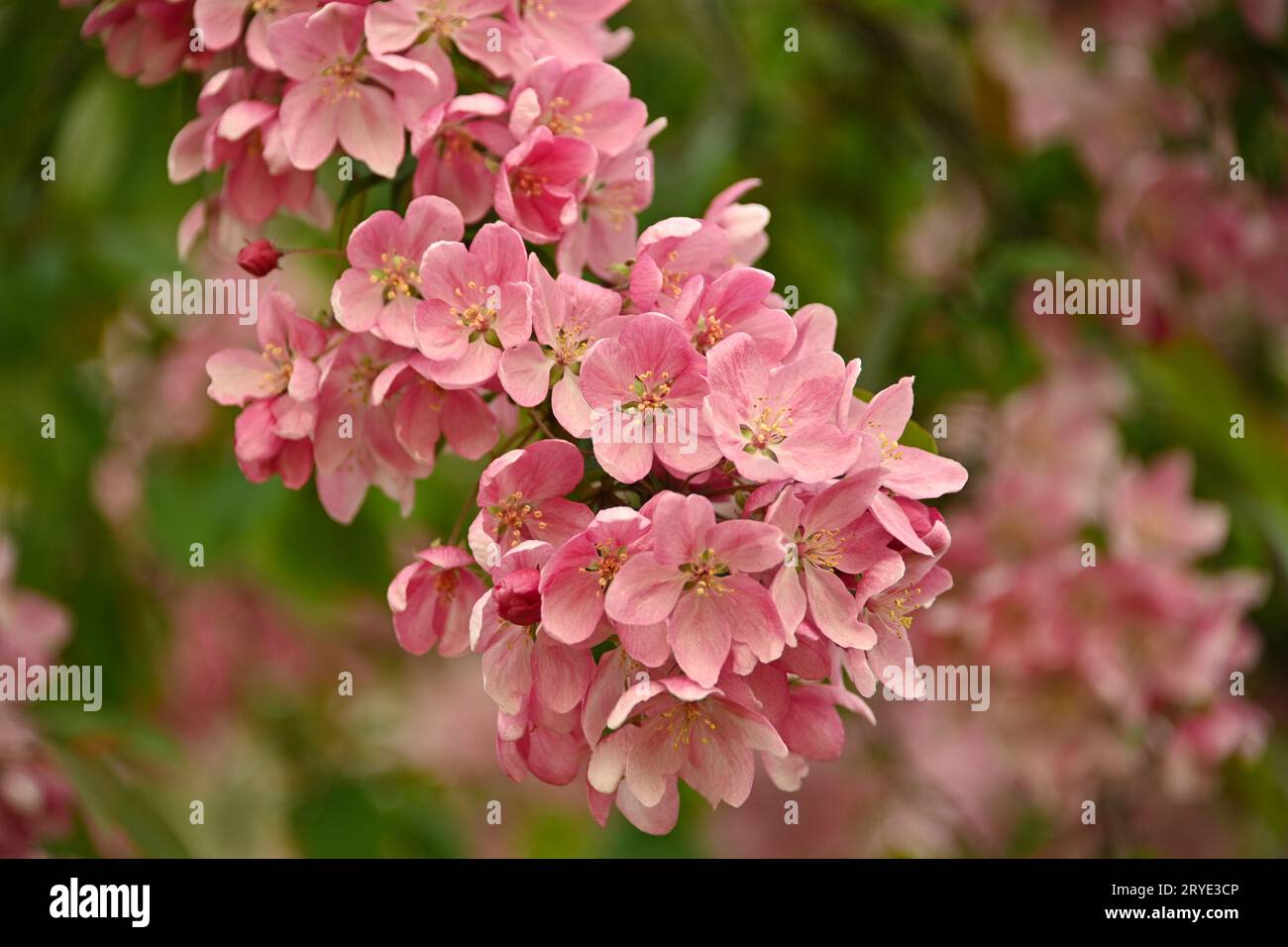 Close up pink Asian wild crabapple tree blossom Stock Photo - Alamy