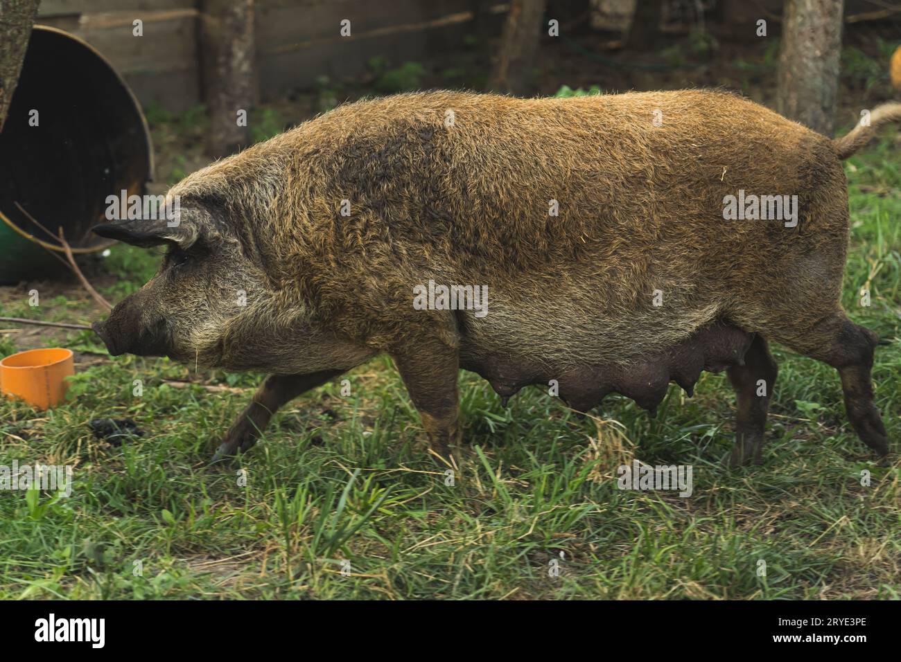 Mangalica feeding female pig, organic farming. High quality photo Stock ...
