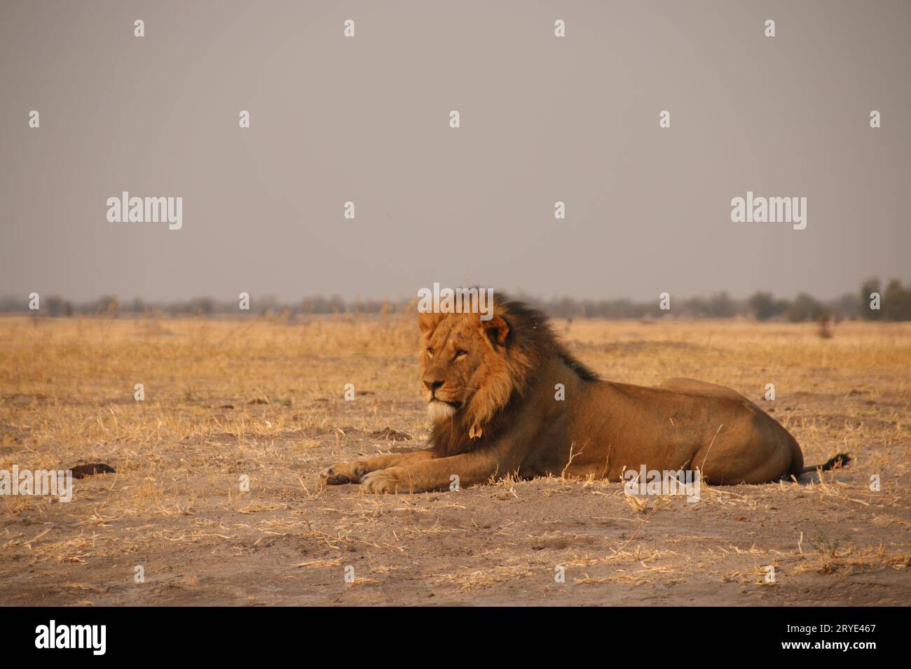 Lion rest hi-res stock photography and images - Alamy
