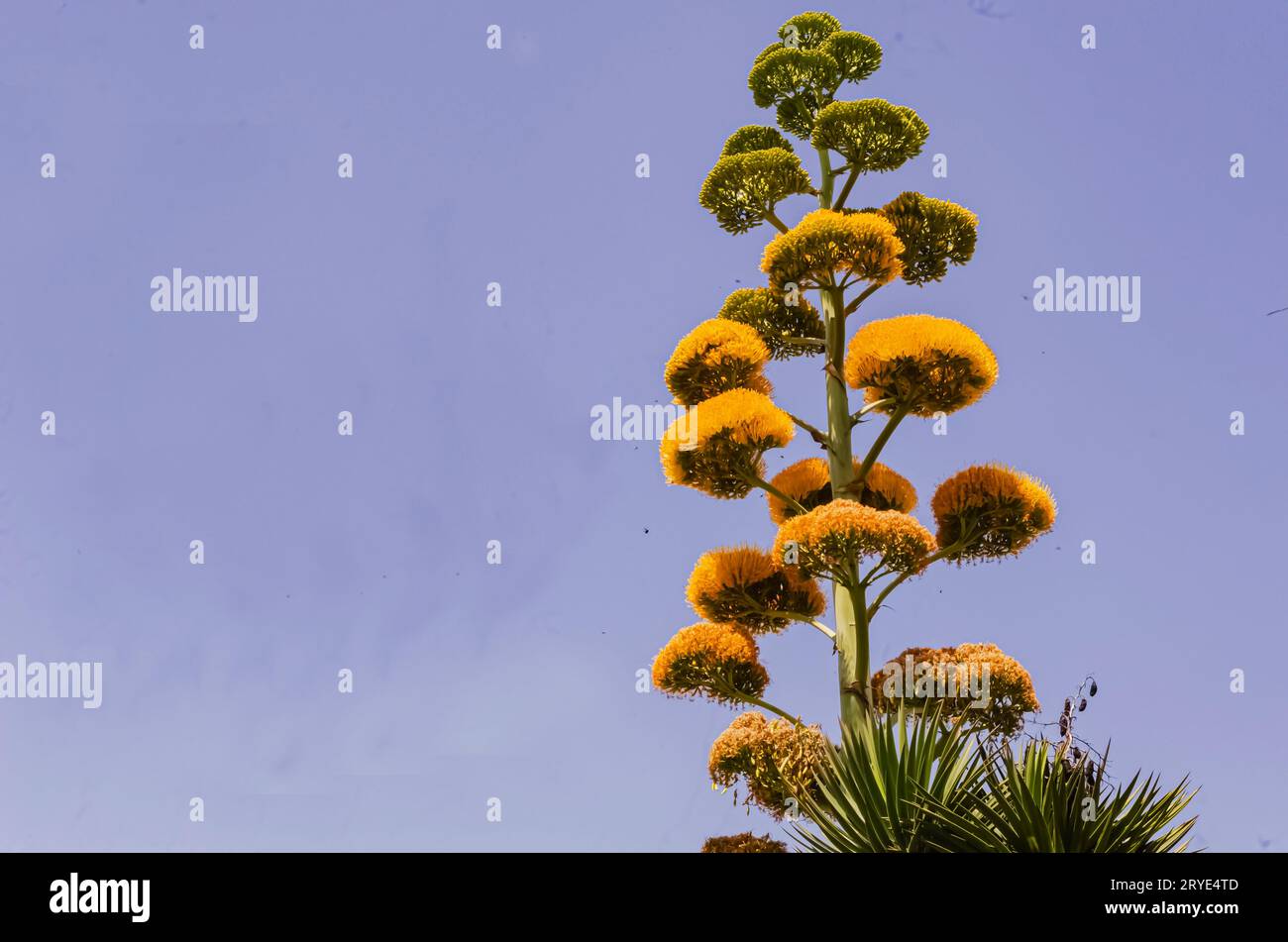 Indian dagger hi-res stock photography and images - Alamy