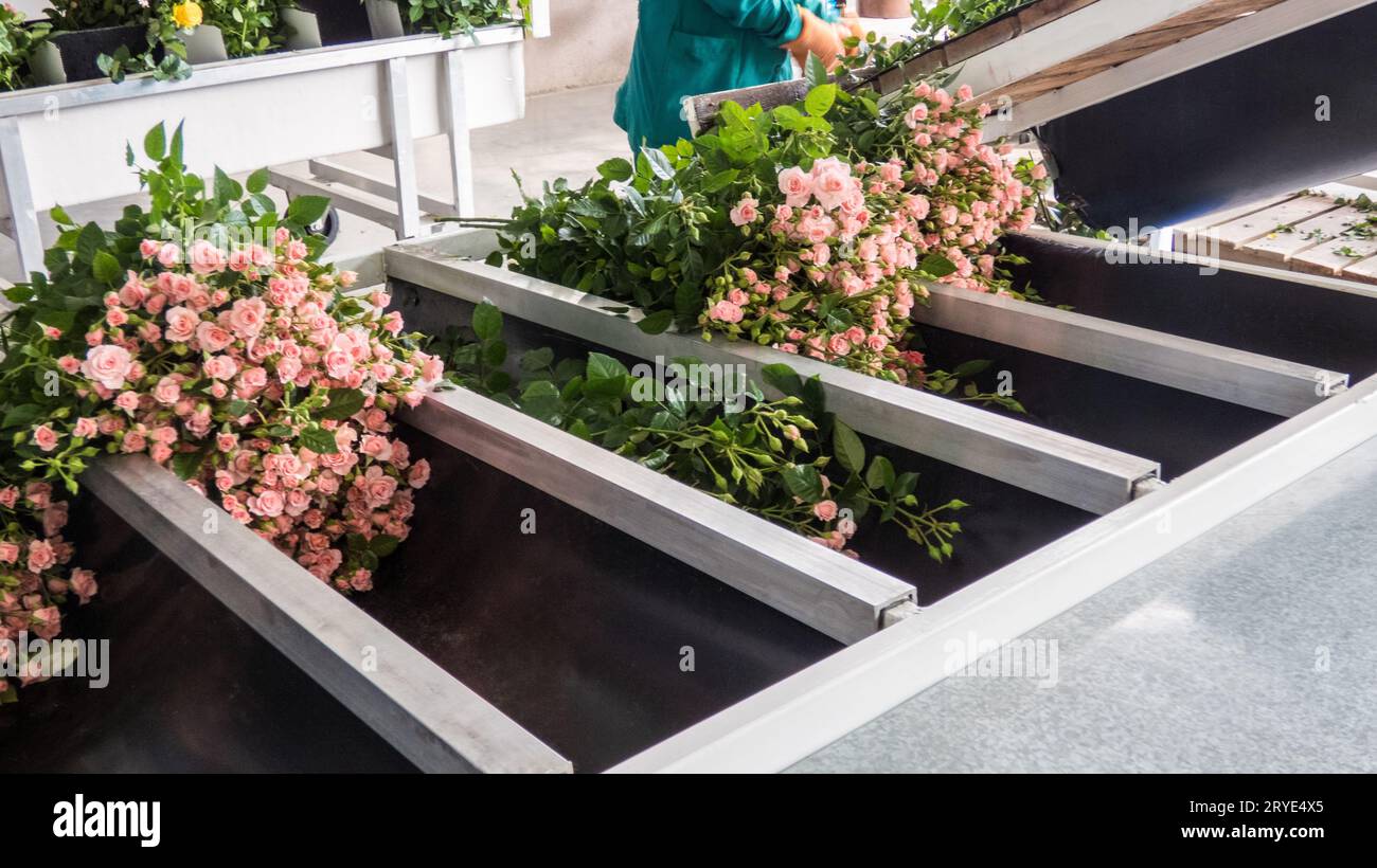 Flowers packaging process Stock Photo - Alamy