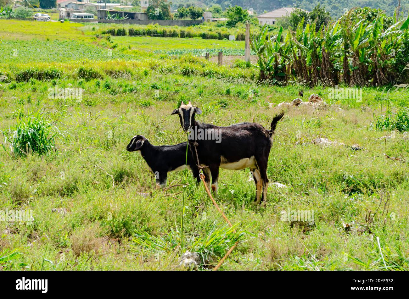 Native goats hi-res stock photography and images - Alamy