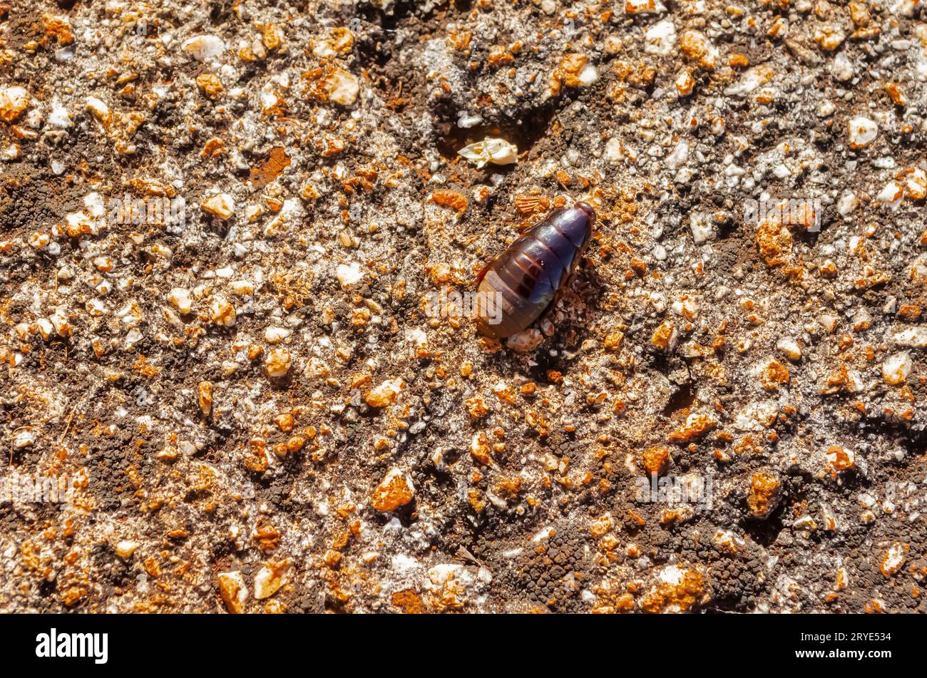 Pavement insect hi-res stock photography and images - Alamy