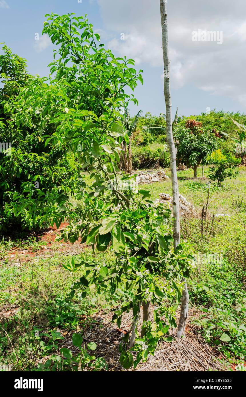 Small Mulberry Tree Stock Photo - Alamy