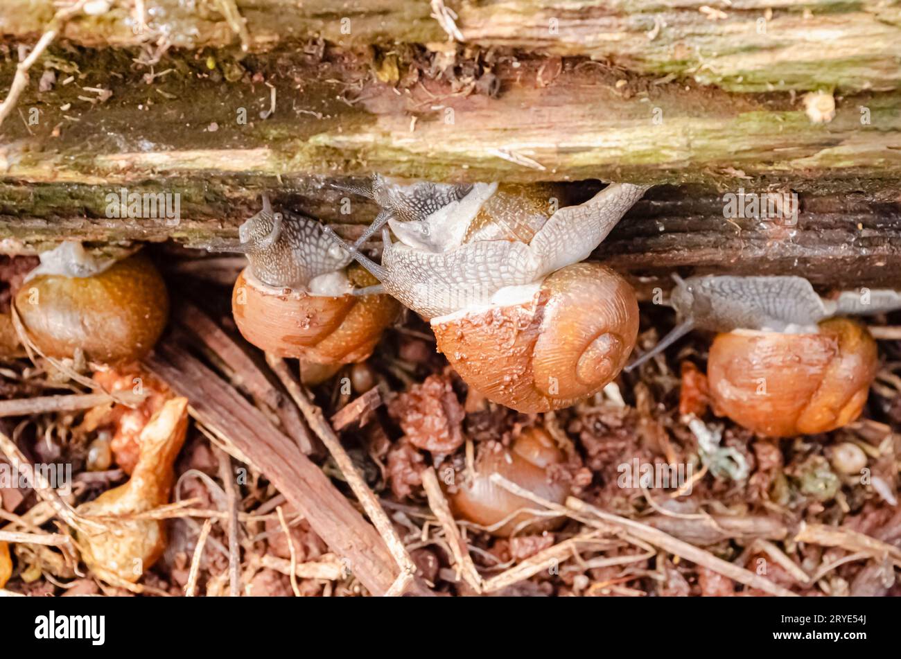Rotten log fauna hi-res stock photography and images - Alamy