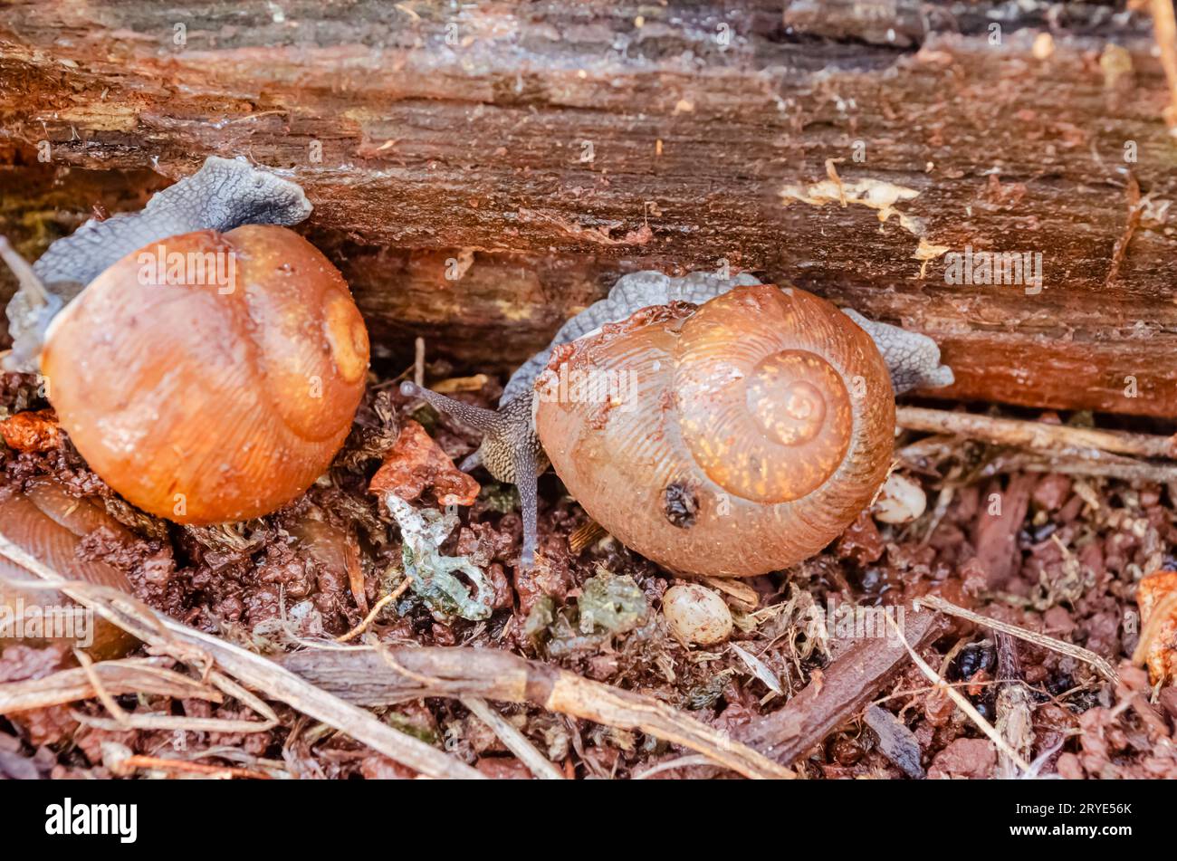 Rotten log fauna hi-res stock photography and images - Alamy