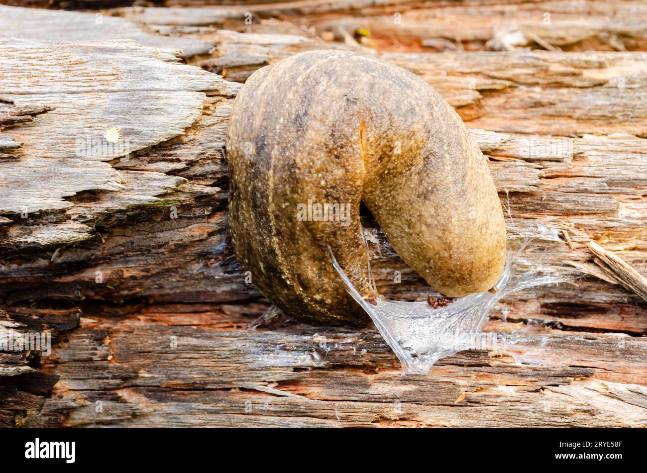 Terrestrial gastropod closeup hi-res stock photography and images - Alamy