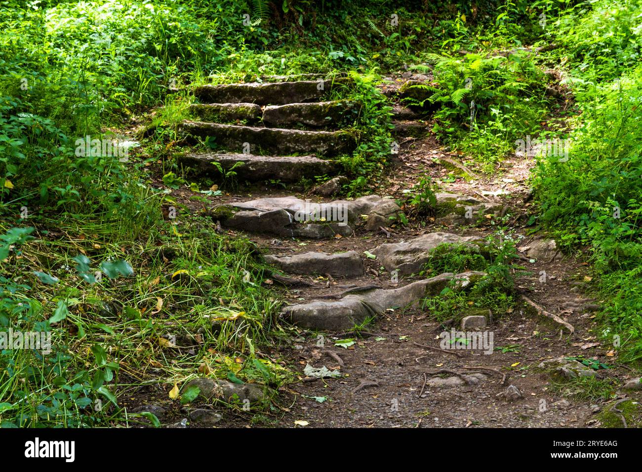 Rural old stone steps leading up in woods Stock Photo - Alamy