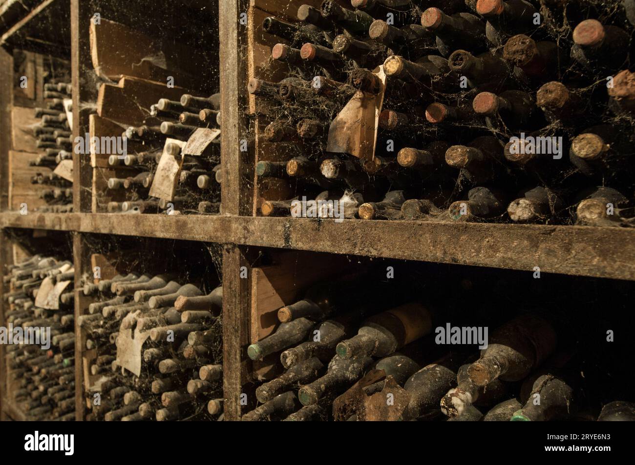 Spider cellar cobweb hi-res stock photography and images - Alamy
