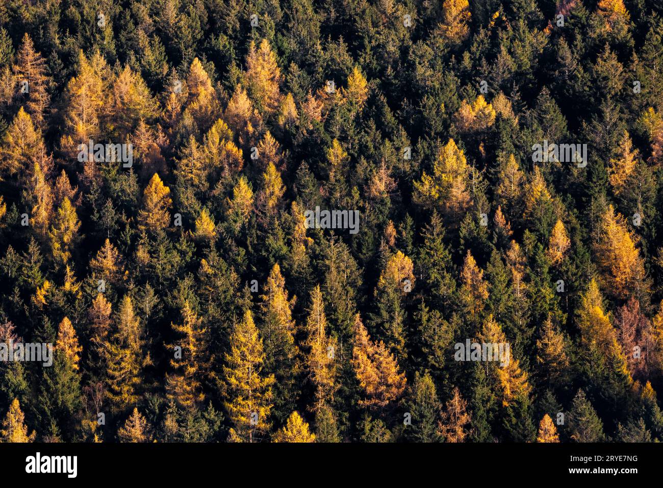 landscape photography of a forest with larch trees (Larix ) changing ...