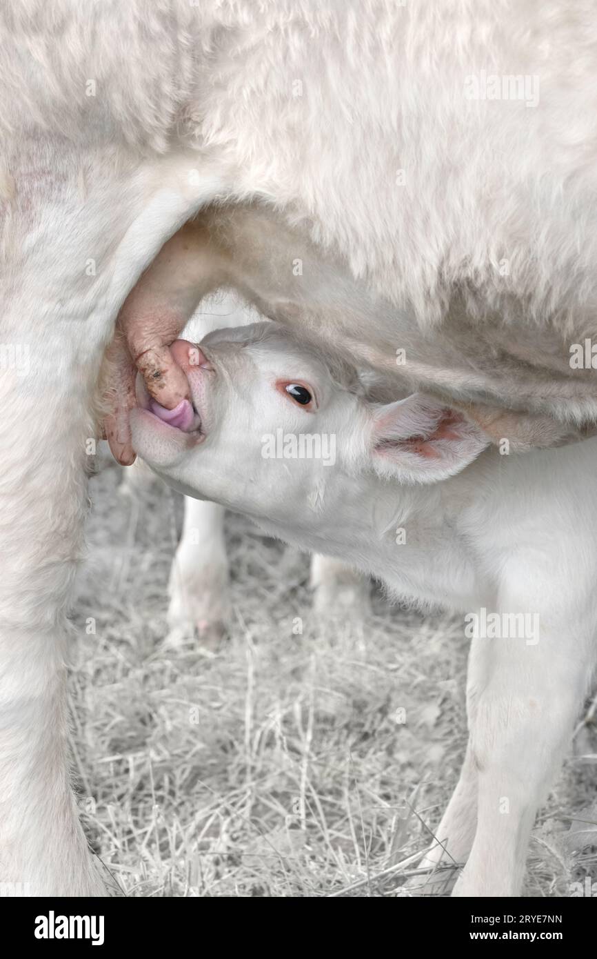 Close-up of a cute little calf sucking milk, high-key, alomost ...
