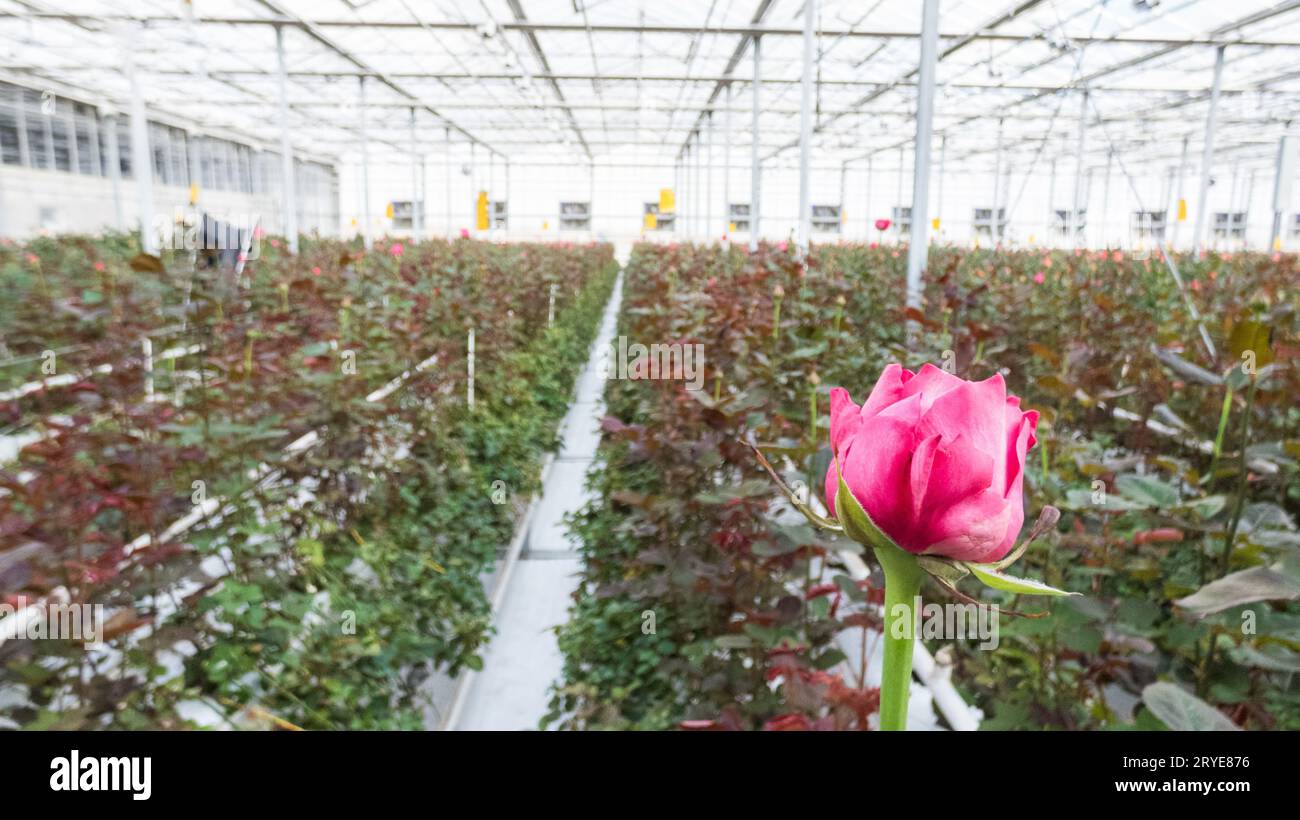 Greenhouse rose farming hi-res stock photography and images - Alamy