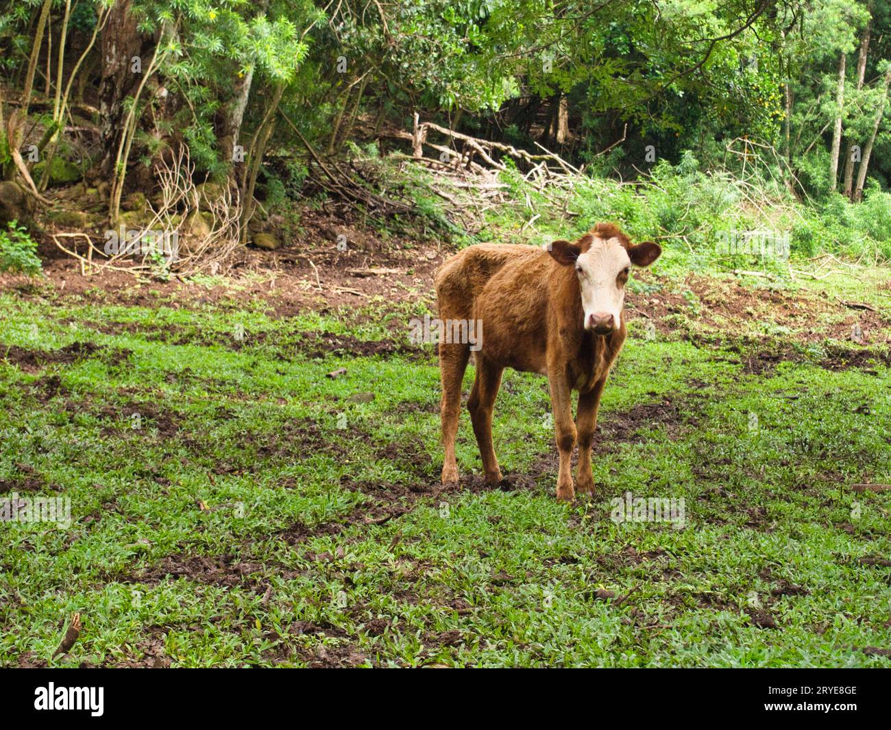Brown young cow with white face in field in tropical botanical garden ...