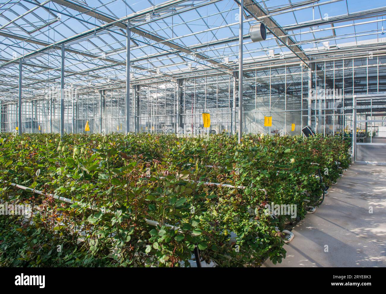 Greenhouse with rose flowers Stock Photo - Alamy