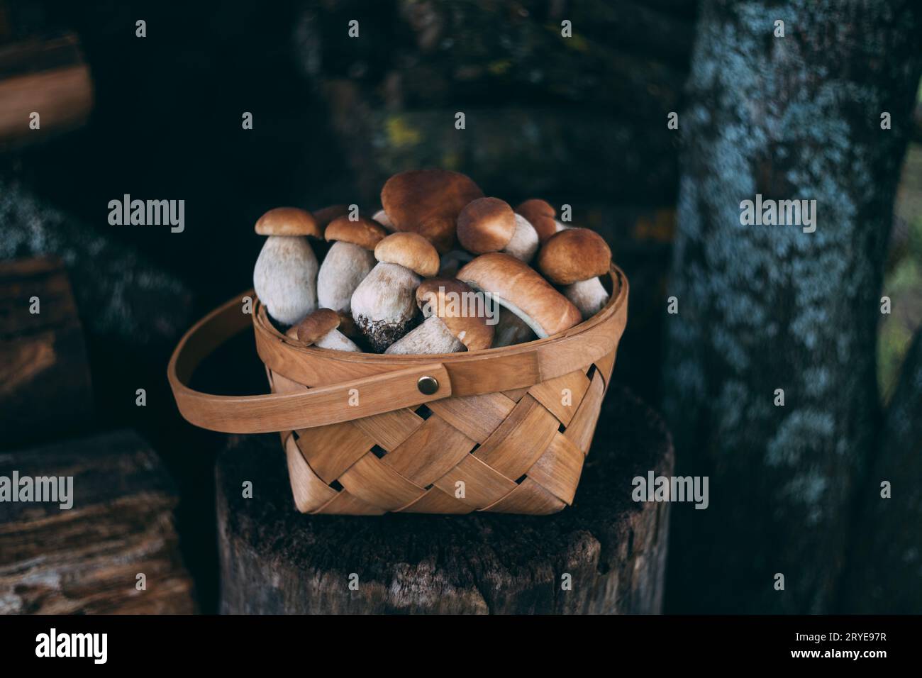Basket with boletus on a dark background. Mushroom harvest. Boletus ...