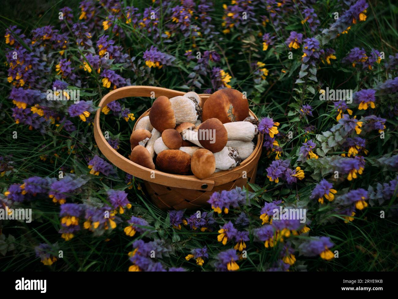 Beautiful boletus mushrooms in a basket on a flower background. Edible ...