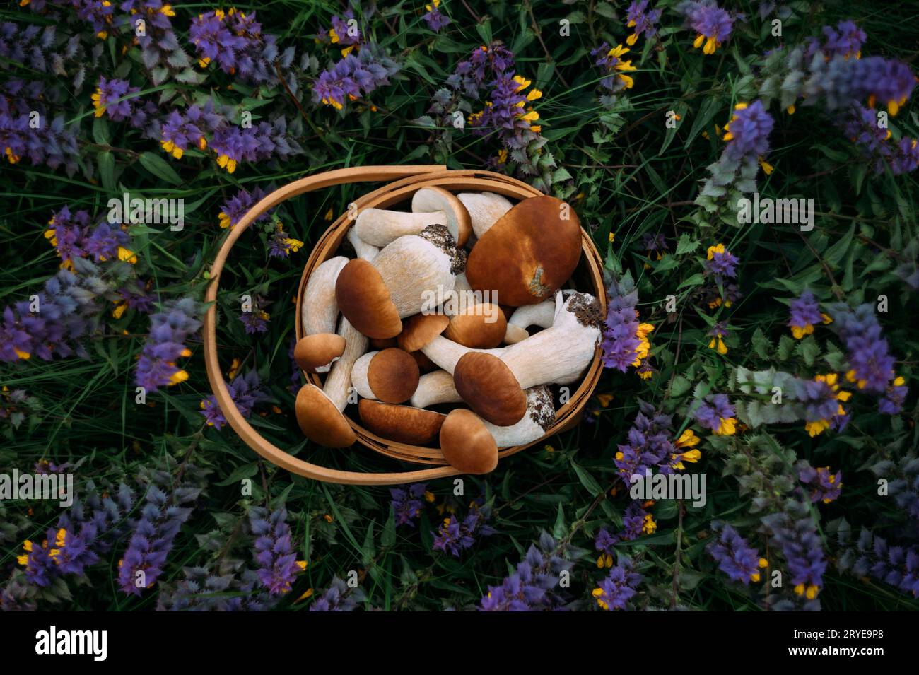 Mushrooms in a basket on a purple flowers background. Edible boletus ...