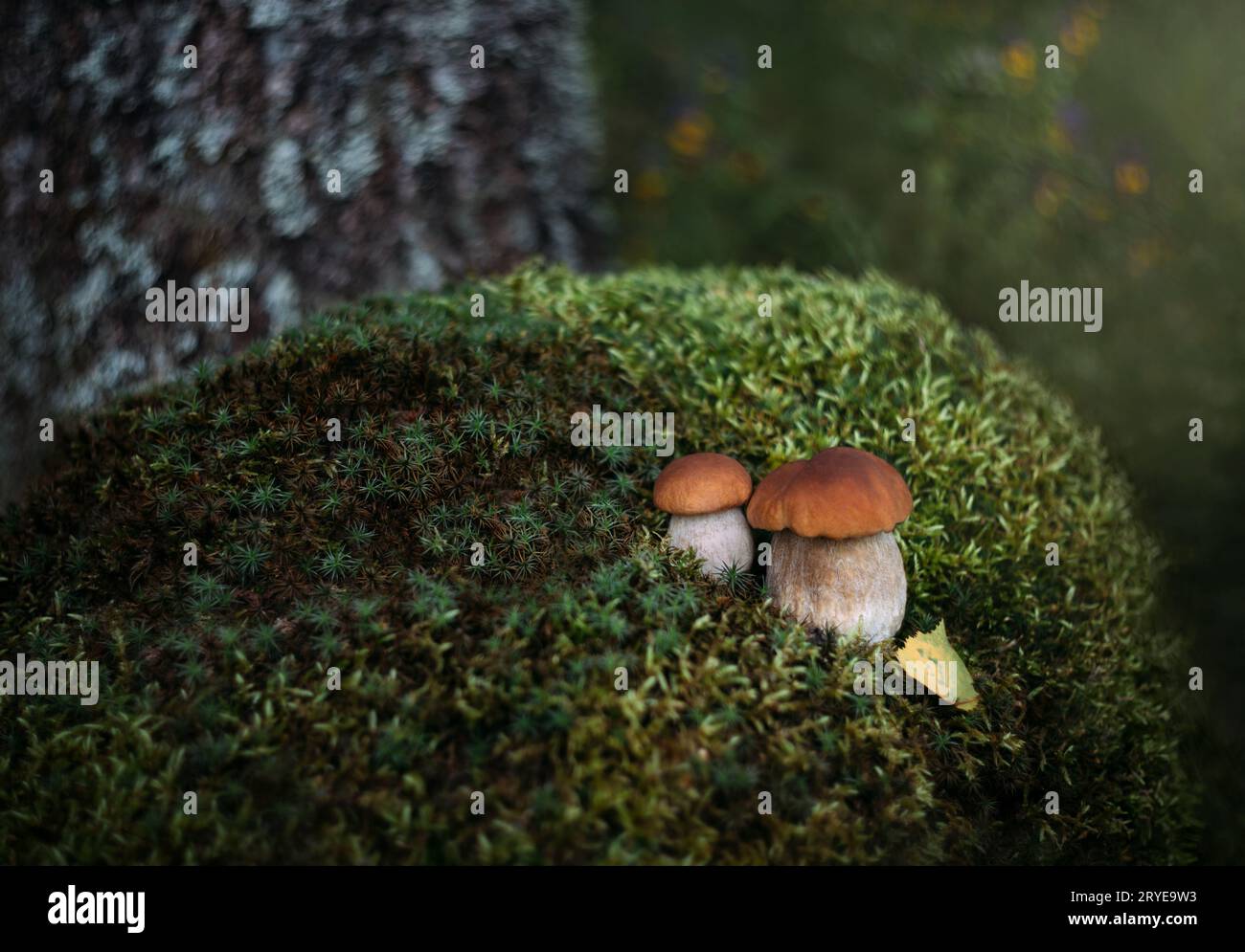 Two boletus on a green moss background. Edible mushroom boletus edulis ...