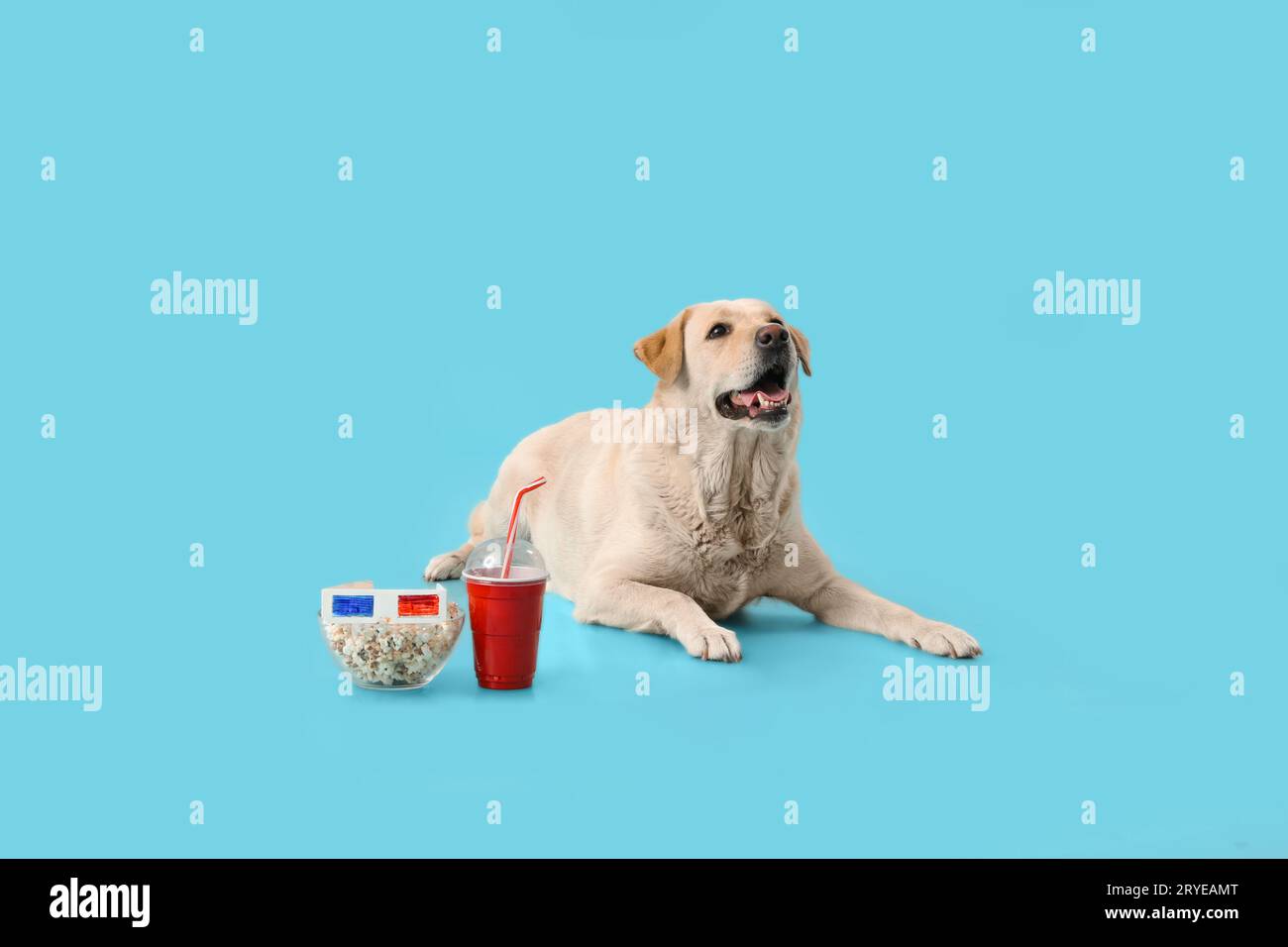 Cute Labrador dog with bowl of popcorn, soda and 3D cinema glasses ...