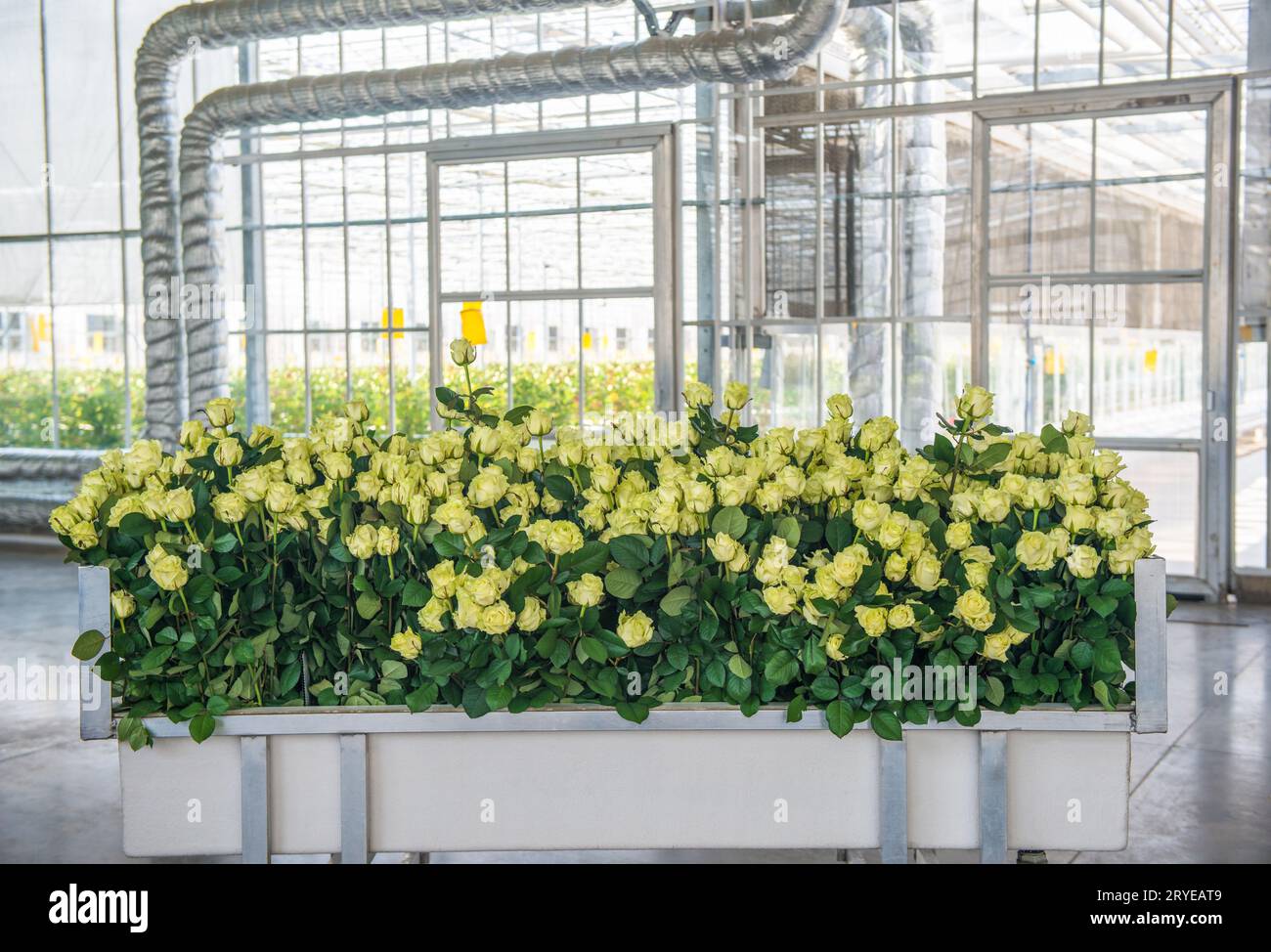 Greenhouse with rose flowers Stock Photo - Alamy
