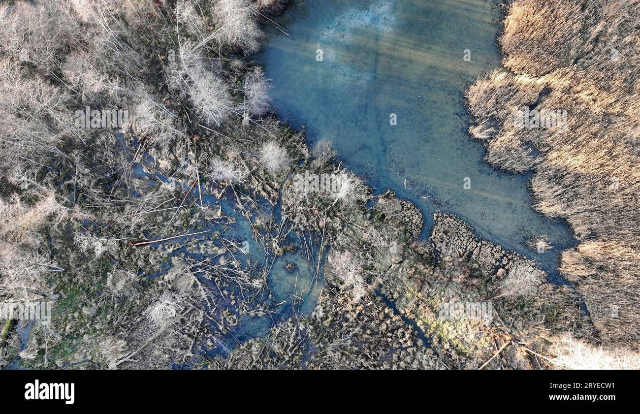 Aerial view with a drone of an area with beavers and their felled trees ...