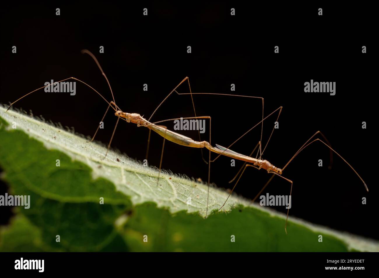 Berytidae mating on wild plant leaves Stock Photo - Alamy