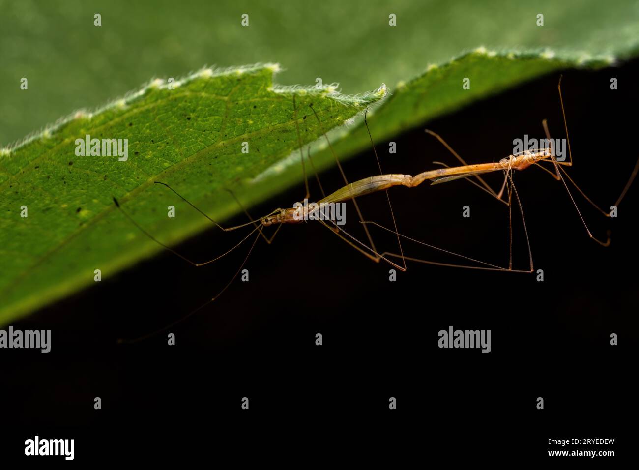 Berytidae mating on wild plant leaves Stock Photo - Alamy