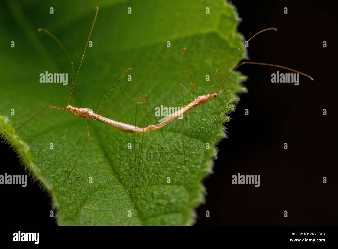 Berytidae mating on wild plant leaves Stock Photo - Alamy