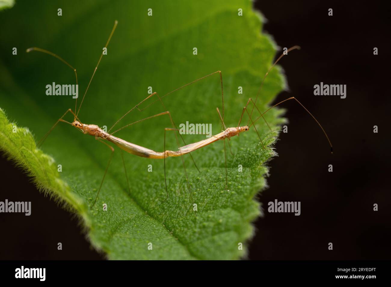 Berytidae mating on wild plant leaves Stock Photo - Alamy