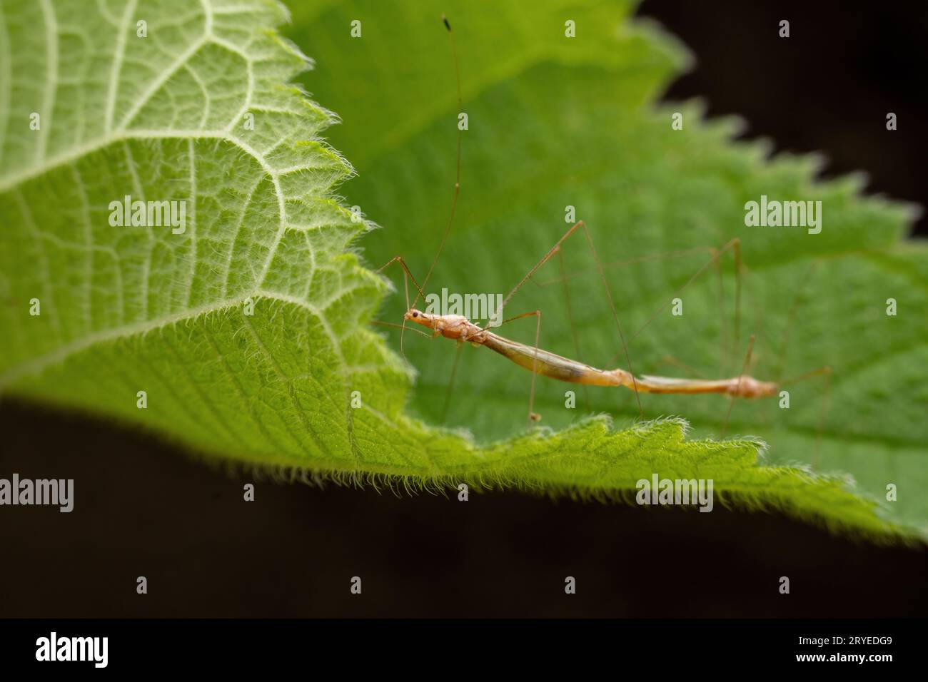Berytidae mating on wild plant leaves Stock Photo - Alamy