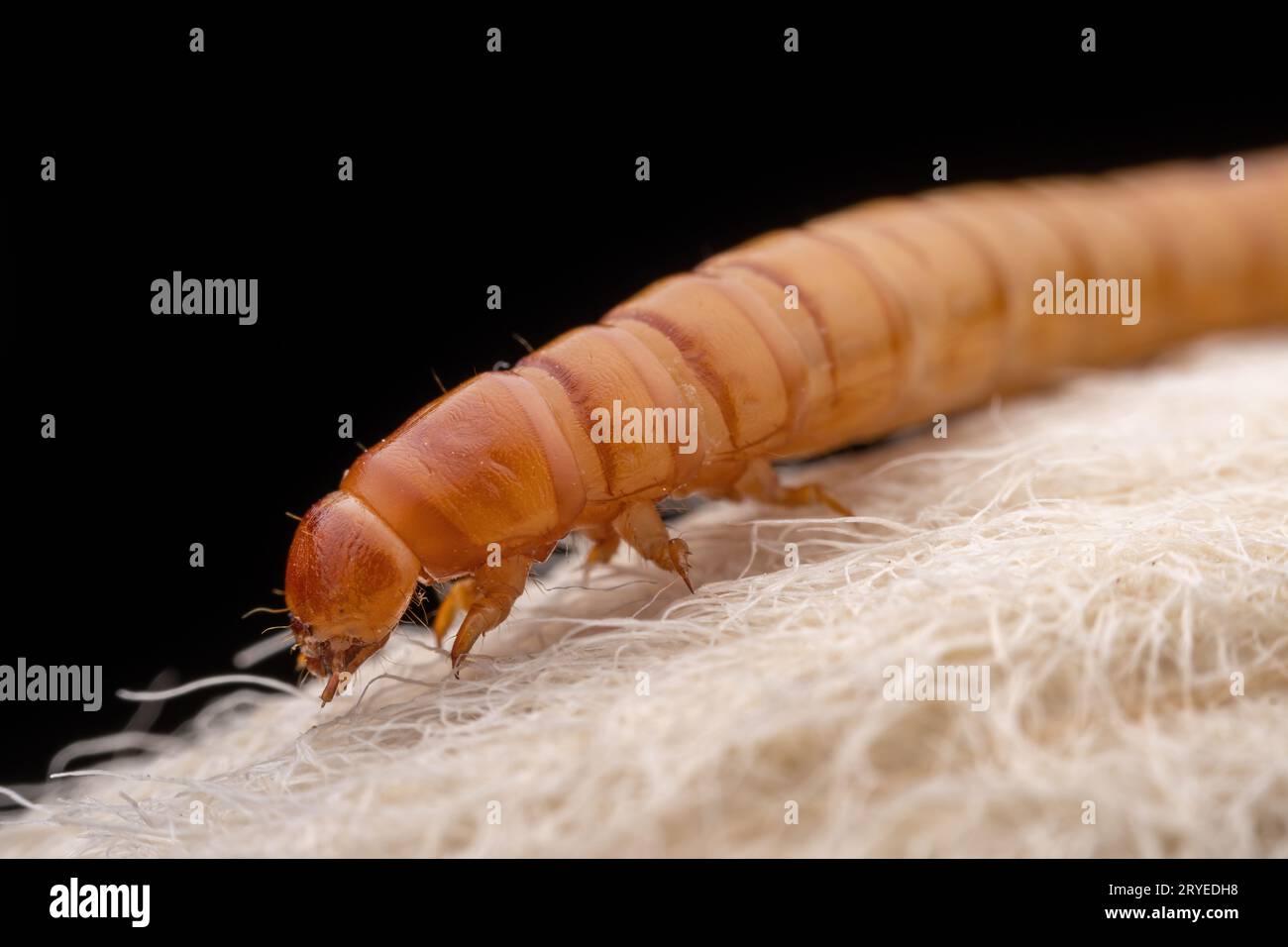 Mealworm larvae crawl on the leaves of wild plants Stock Photo - Alamy
