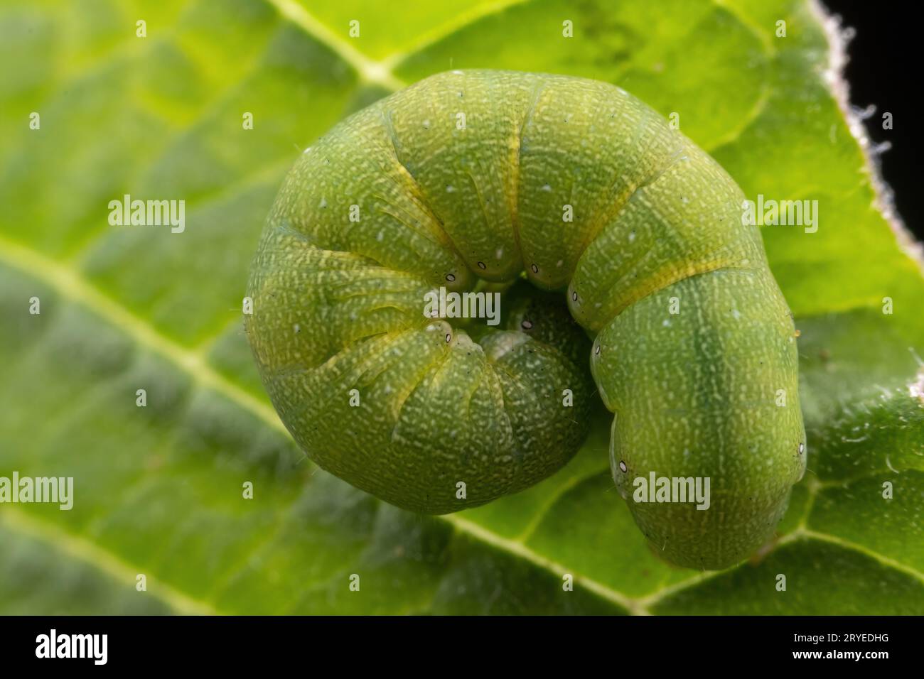 Moth larvae inhabit the leaves of wild plants Stock Photo - Alamy