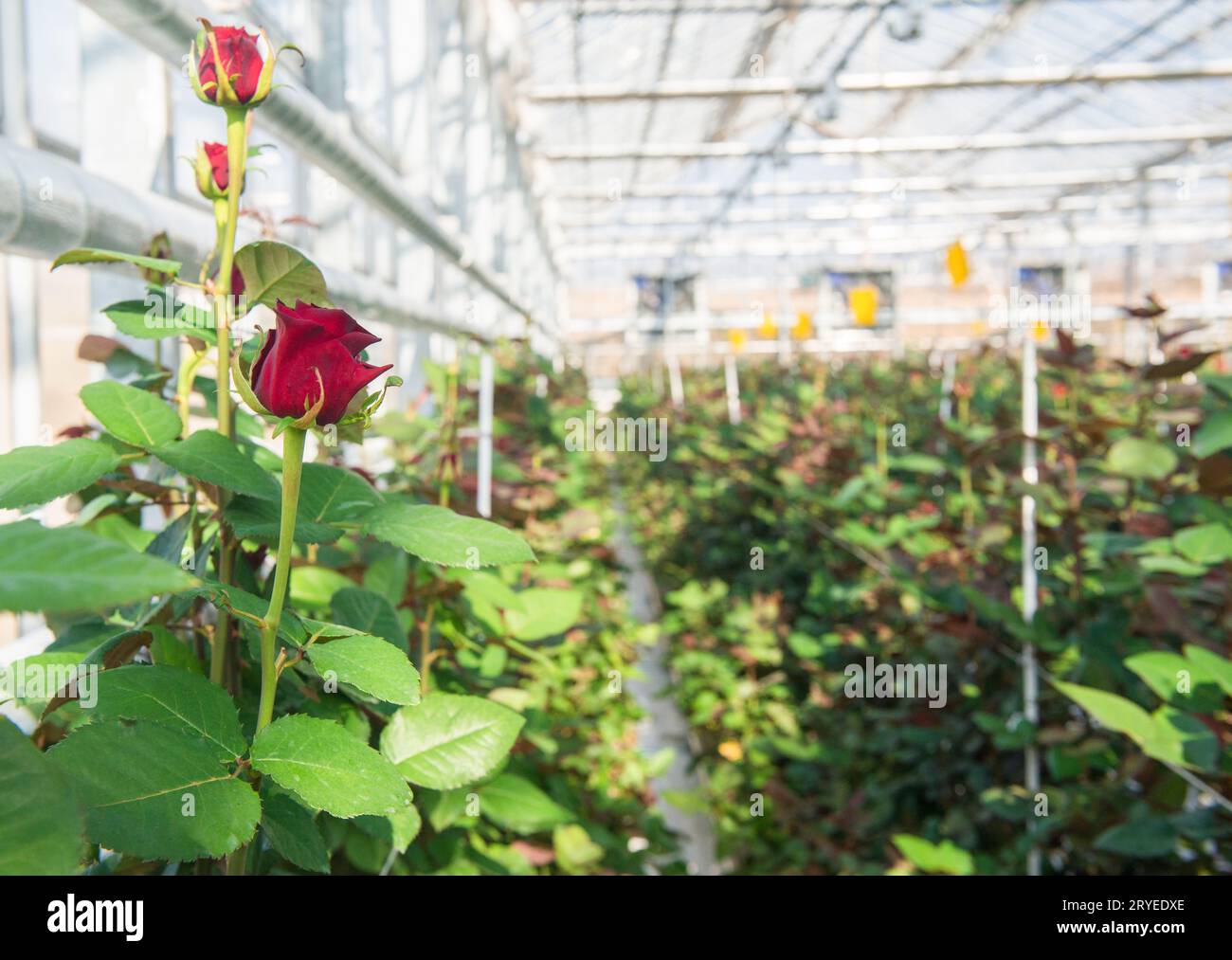 Greenhouse with rose flowers Stock Photo - Alamy