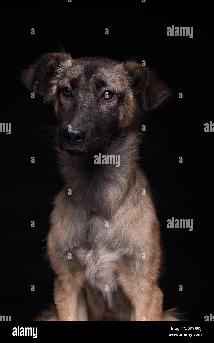 Closeup shot adorable black hi-res stock photography and images - Alamy