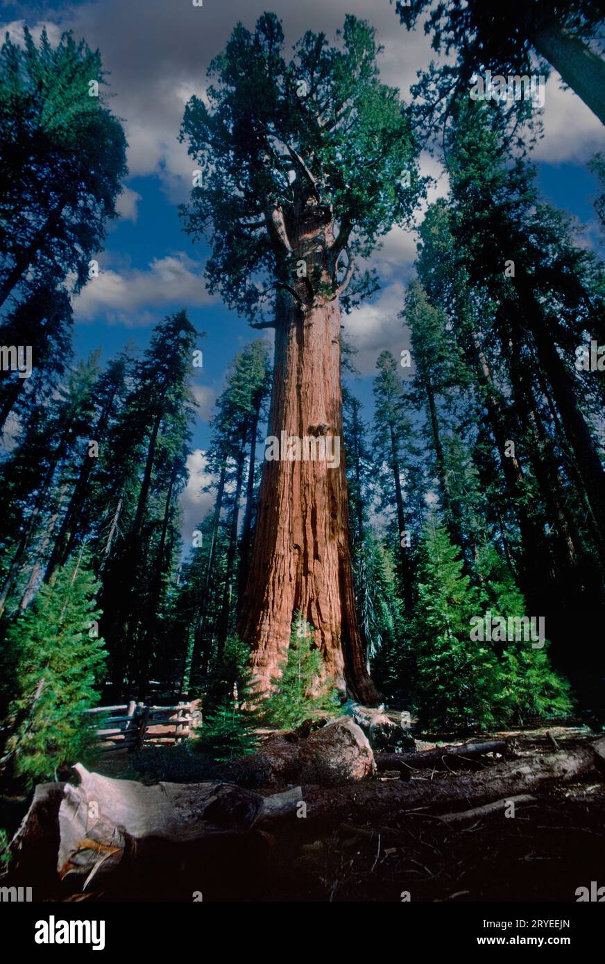 Giant Redwoods, Sequoia National Park, Tulare County, California, USA ...