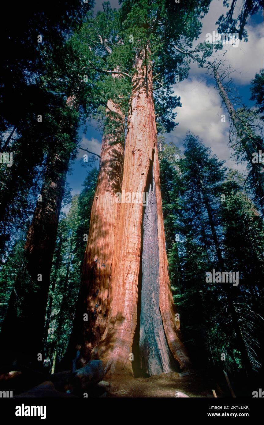 Giant Redwoods, Sequoia National Park, Tulare County, California, USA ...