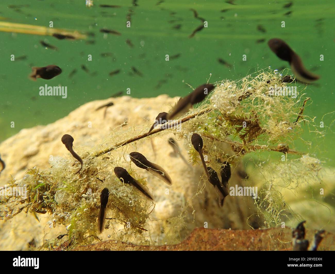 Underwater photo of frog tadpoles in a lake Stock Photo - Alamy