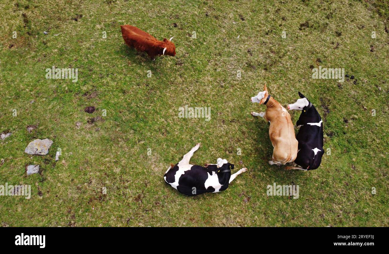 Aerial view with drone of young dairy cows and Scottish Highland cattle ...