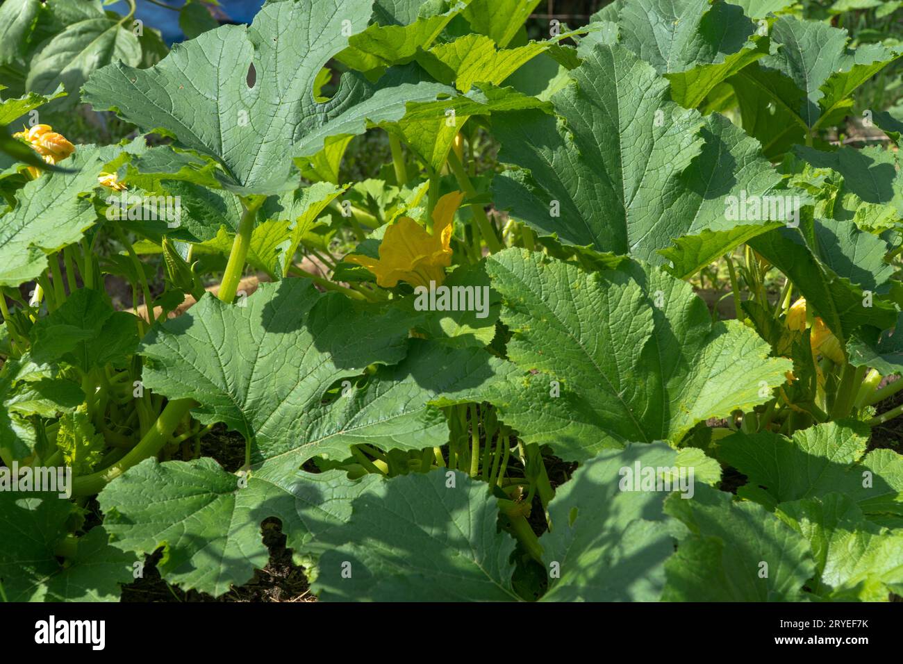 Cucumbers cultivation closeup fresh hi-res stock photography and images ...