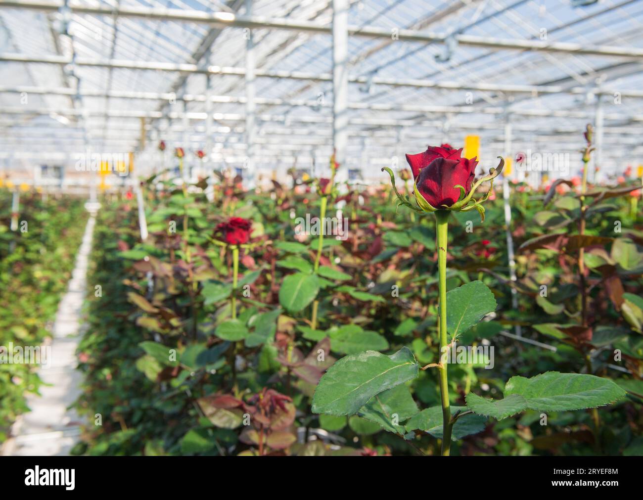Greenhouse with rose flowers Stock Photo - Alamy