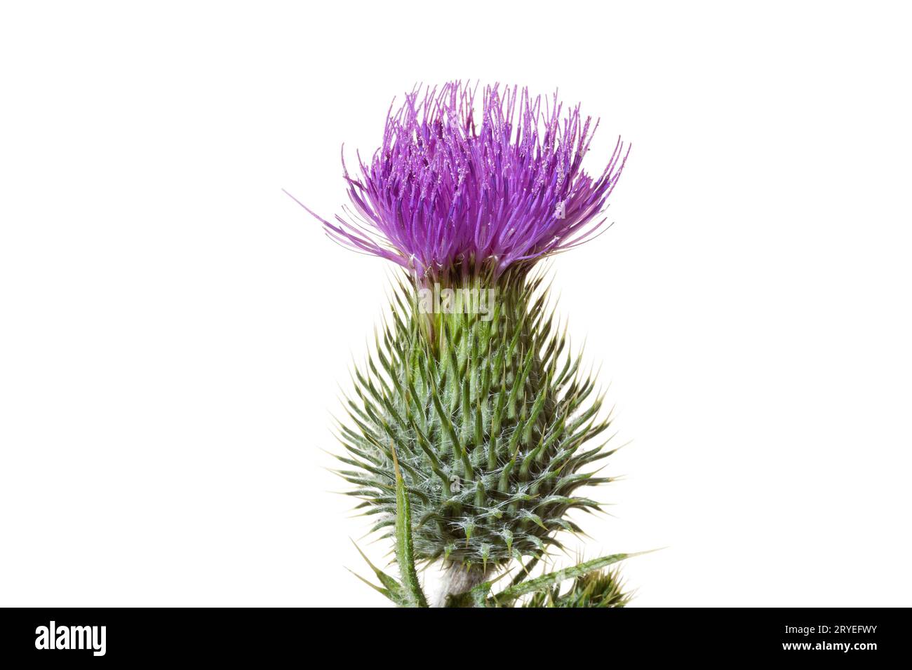 Bull Thistle Flower isolated on white background Stock Photo - Alamy