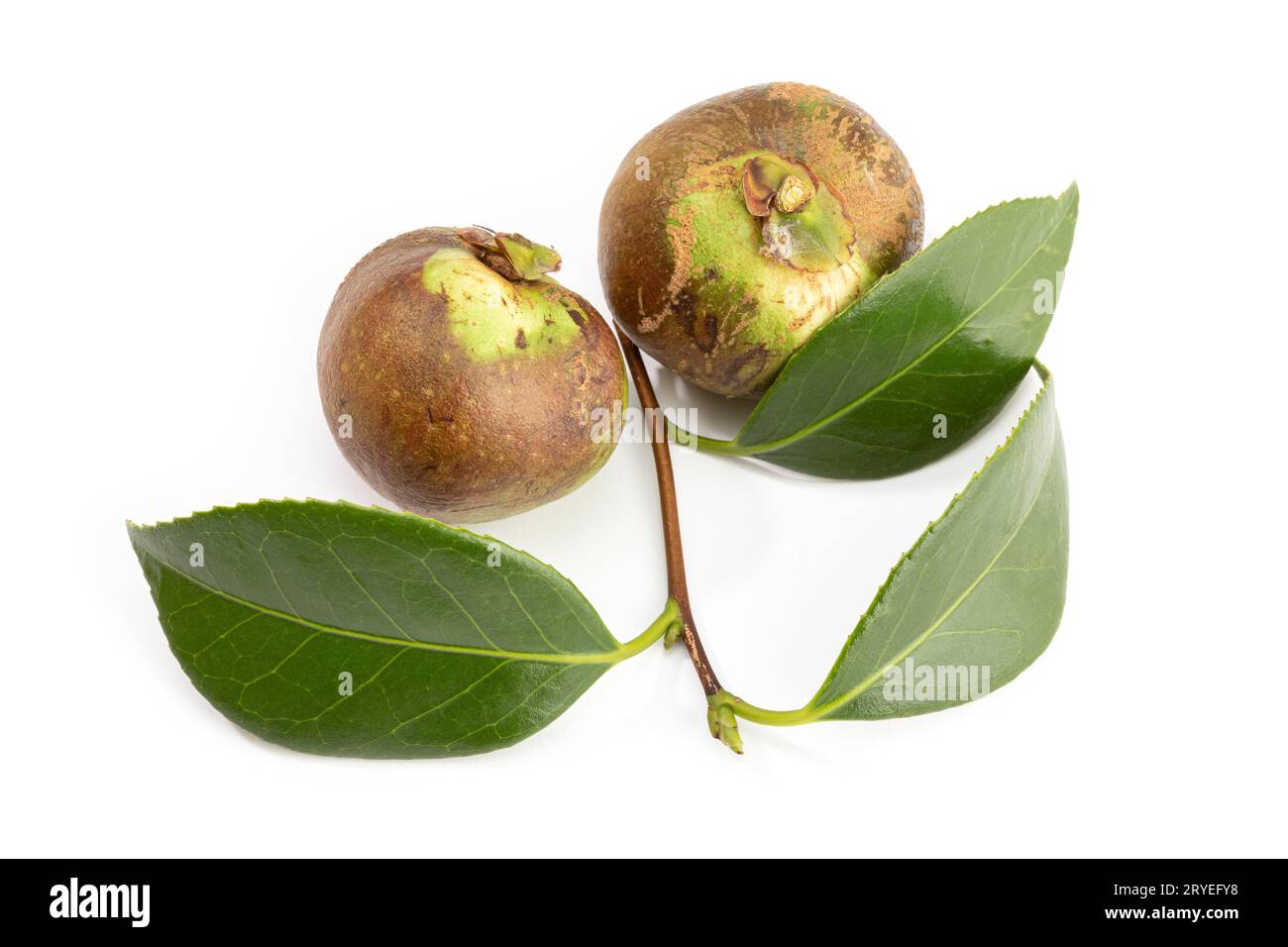 Camellia seed and leaf isolated on white background Stock Photo - Alamy