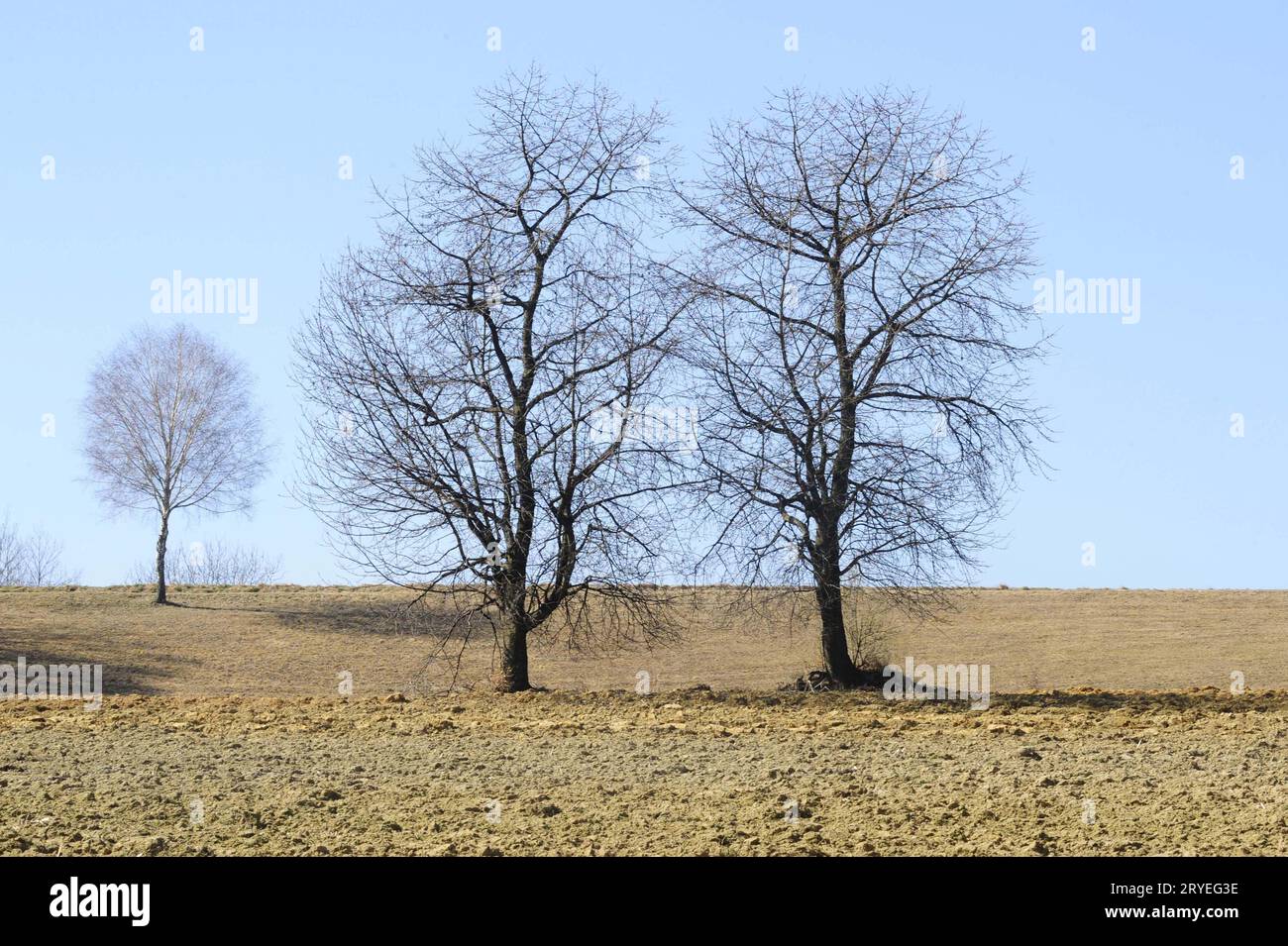 Trees on spring fields hi-res stock photography and images - Alamy