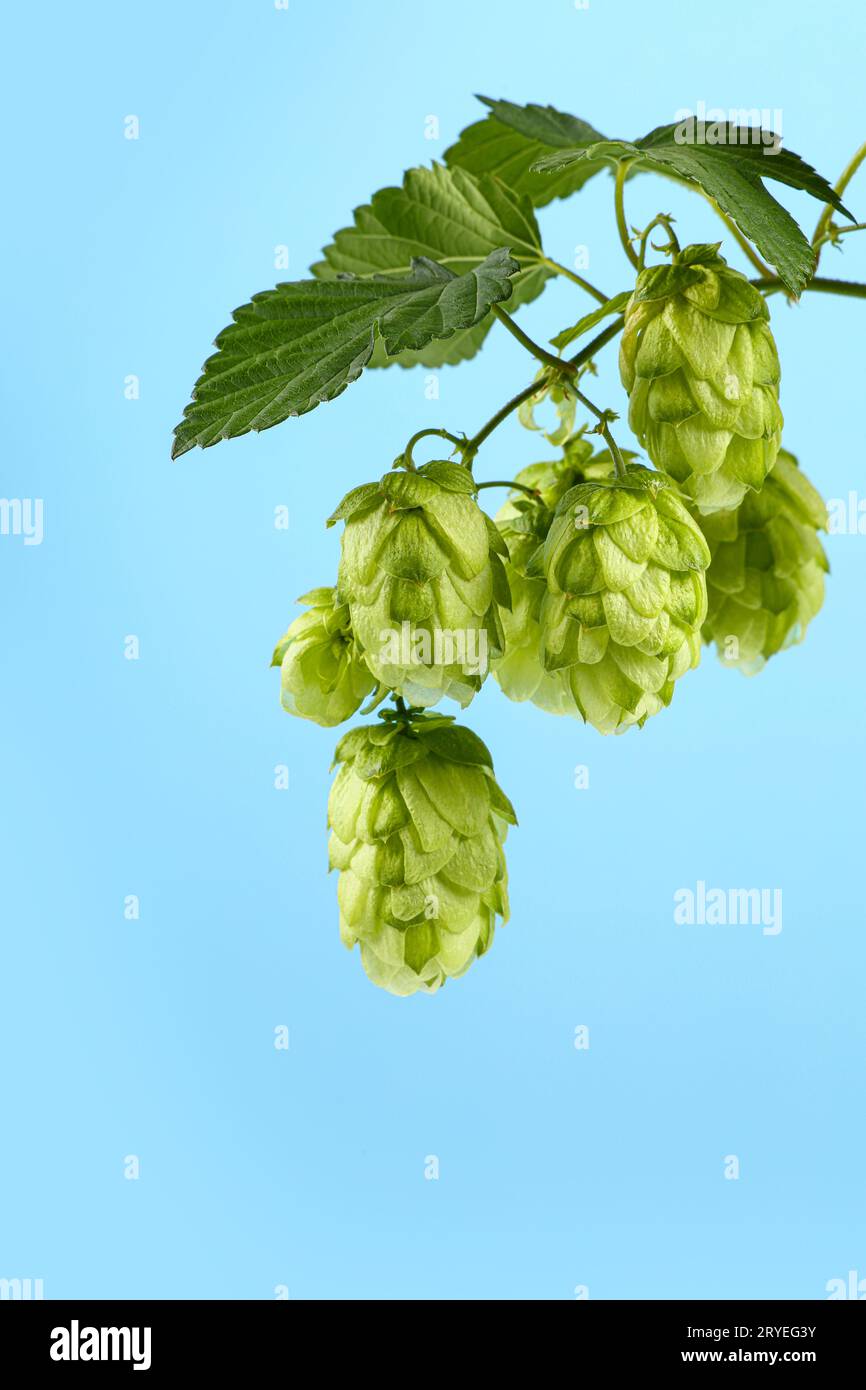 Bine hi-res stock photography and images - Alamy